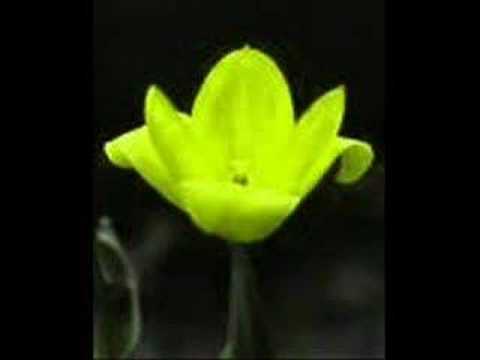 SARI LALELER -AZERİ-  VERSİYONU SÜPER YORUM