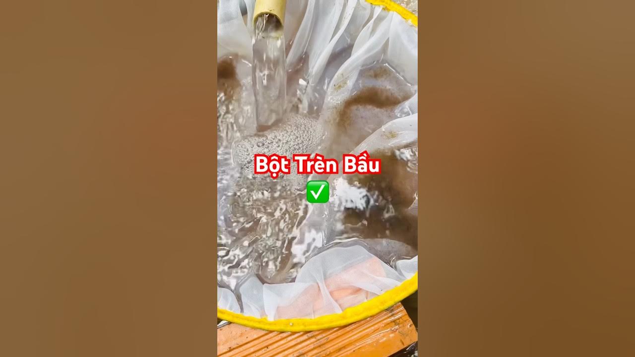 Giống Cá Trèn Bầu cuối vụ khu vực Miền Tây 0898047667 #giathuysan # ...