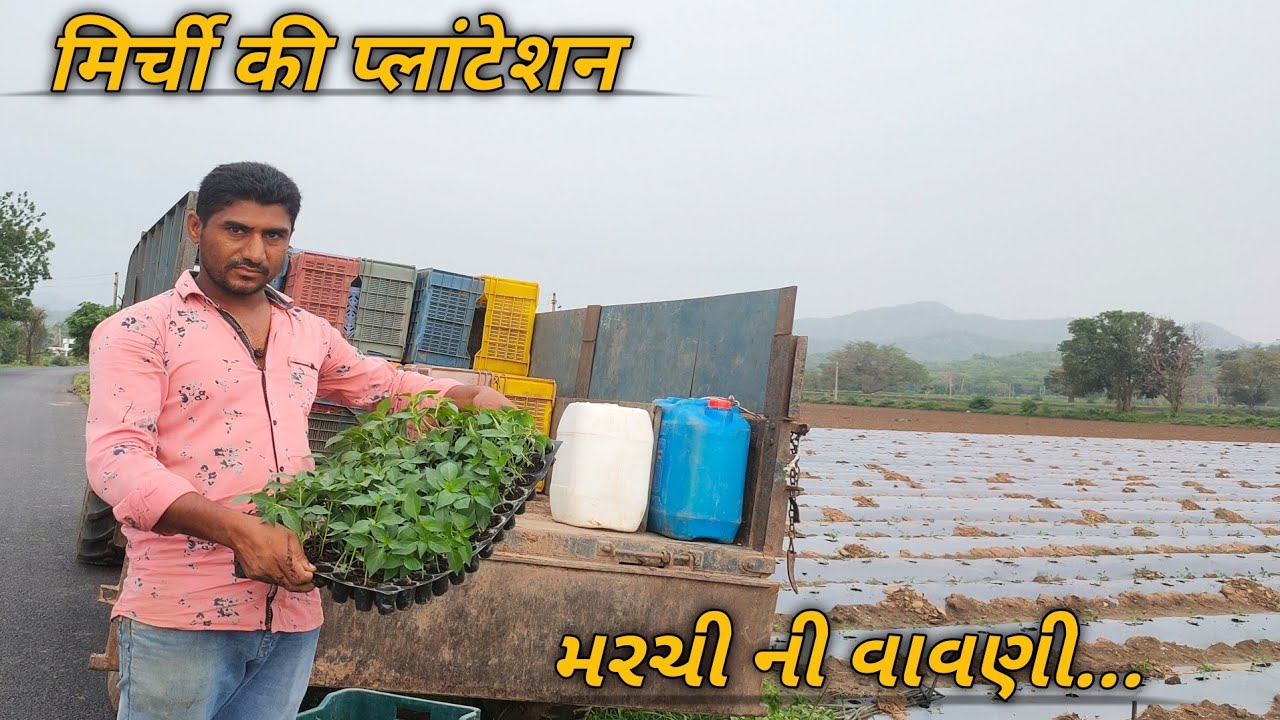 Mirchi Ki Plantation Kaise Kare | Chilly Plantation| Farmer Vlog ...