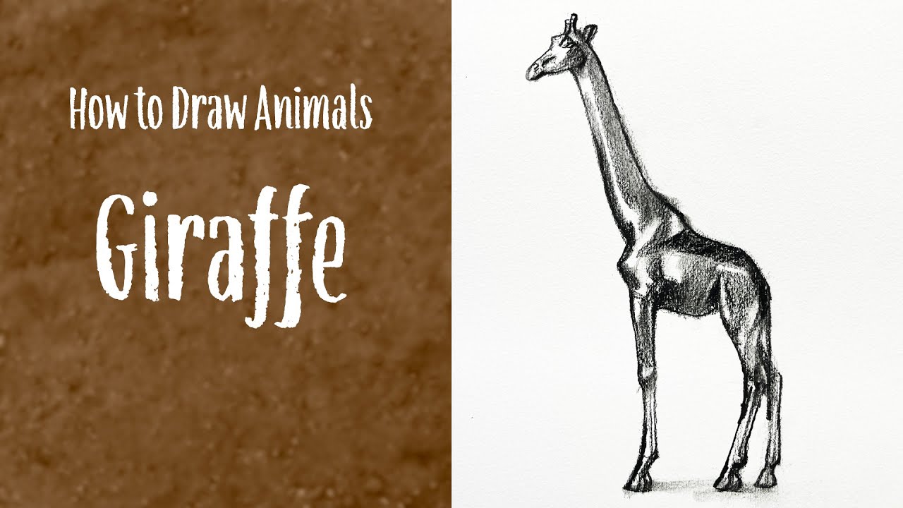 How to draw animal - Giraffe - YouTube