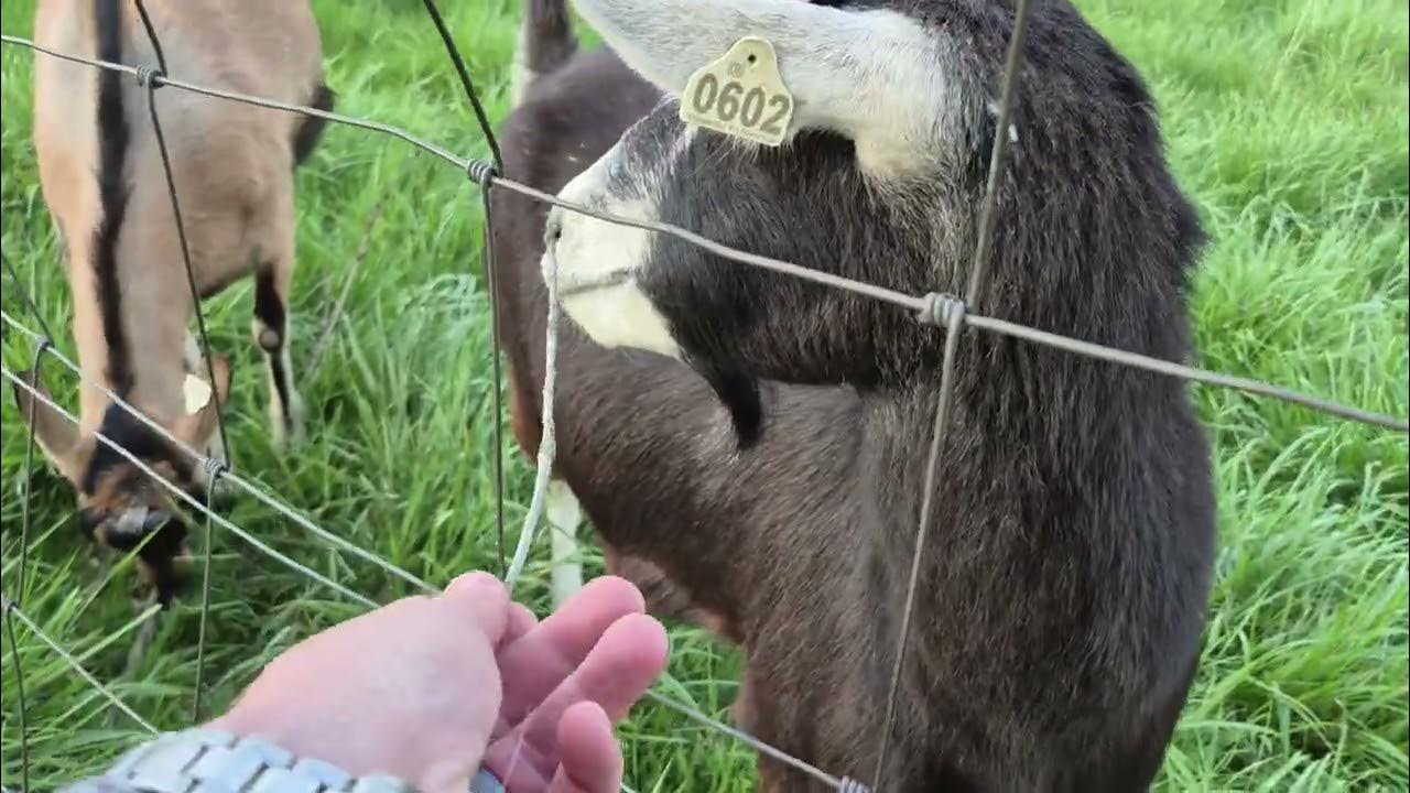 Moar Goat Snacks - YouTube