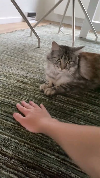 Eevee! #mainecoon #eevee #kitten #cute #cat #beautiful - YouTube