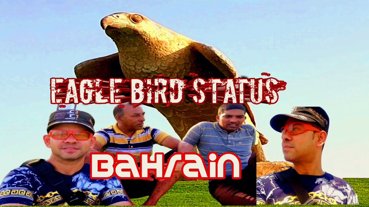 Eagle bird status Bahrain | Eagle | Bahrain | National bird | Birds ...