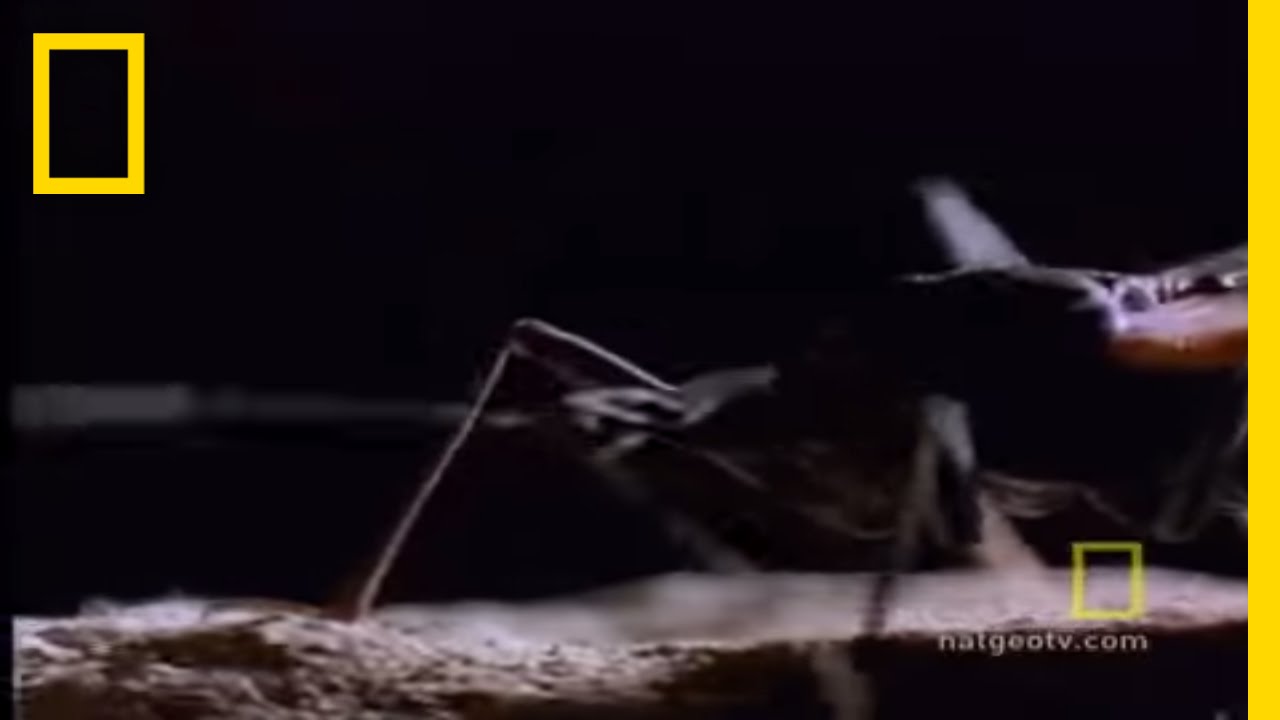 Assassin Bug | National Geographic - YouTube