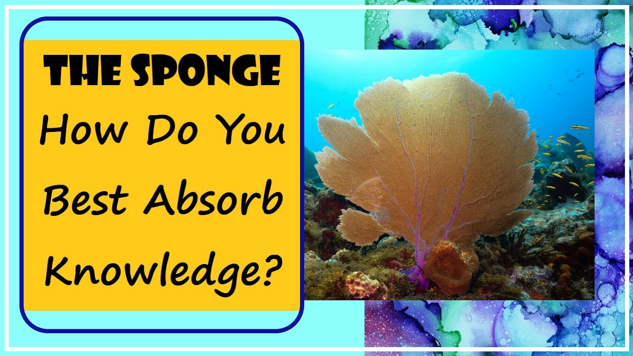 🧐 PICK A CARD // How Do You Absorb Knowledge? Your Learning Style 🤓🧽 ...