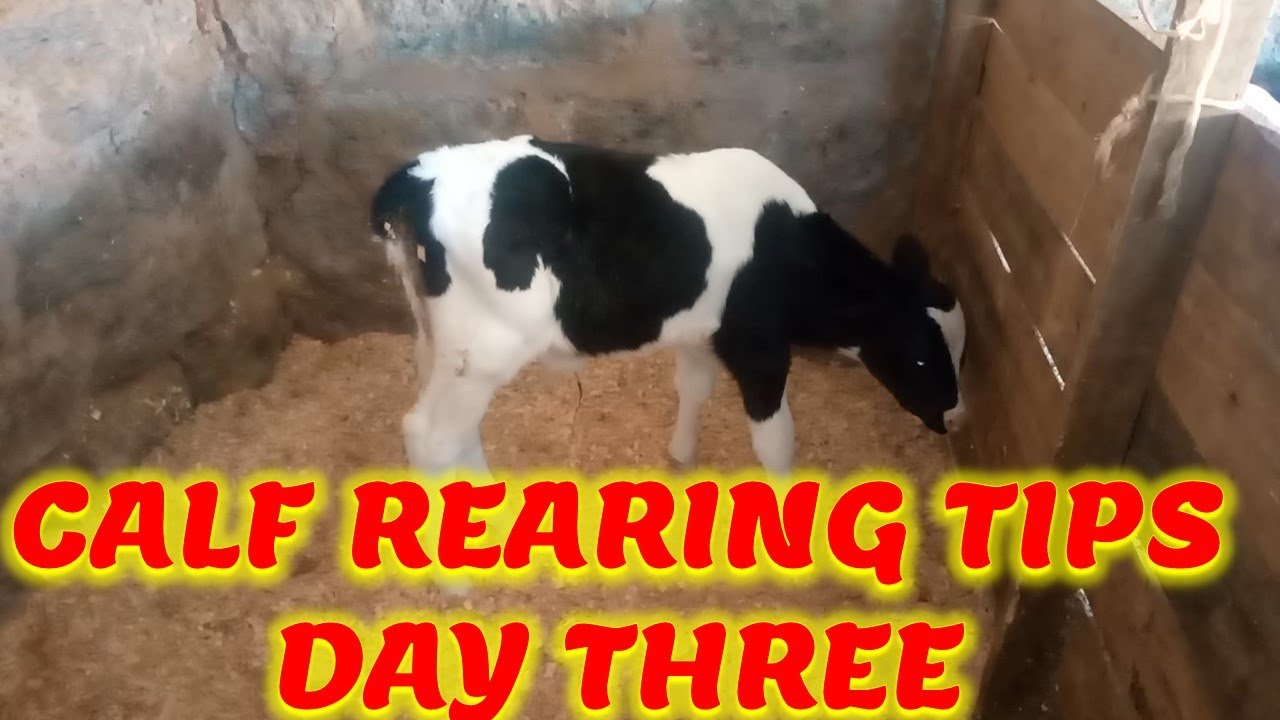Calf Rearing Tips Day three - YouTube
