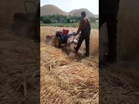 гандум даравак