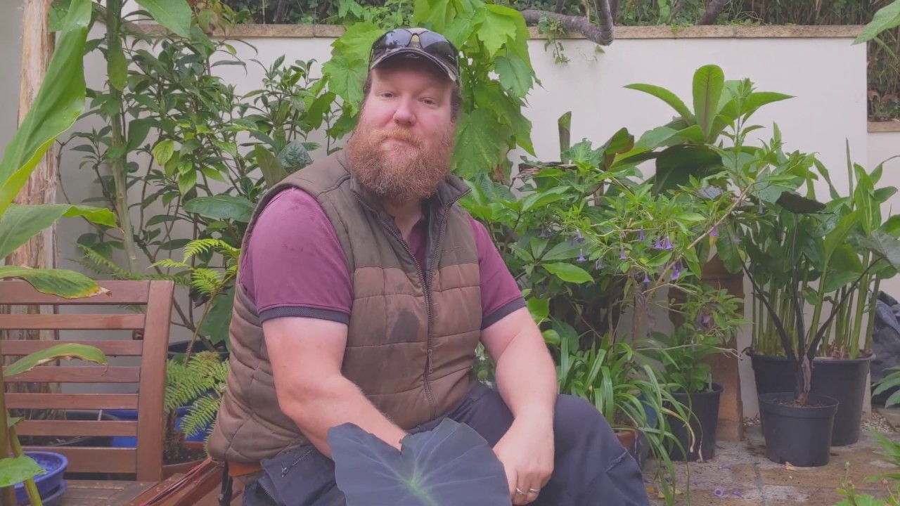 #GWLCelebration: The Plant Experts, top tips from Saul Walker - YouTube