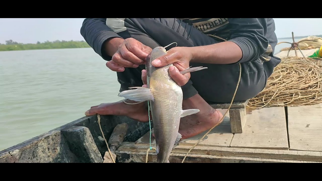fishing in sundarban !! Gagra tangra vola fish - YouTube