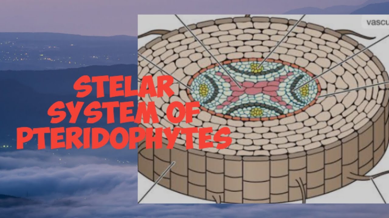 stelar system in pteridophytes - YouTube