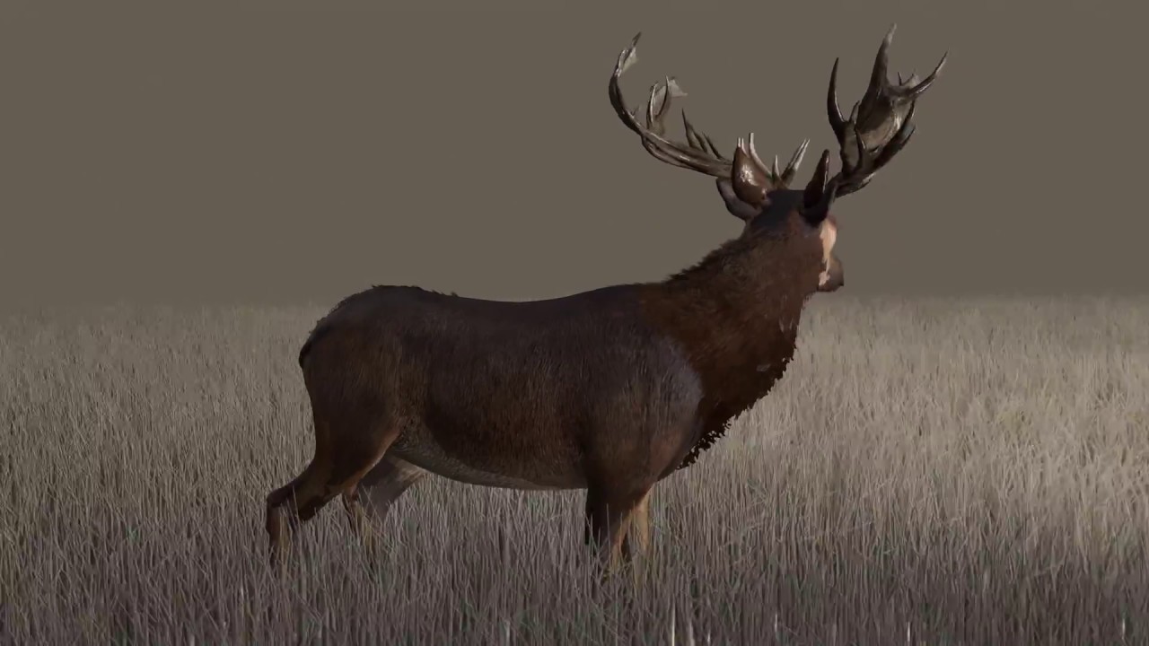 Iclone Animal Animation. Tutorial in description. Please view in 1080p ...