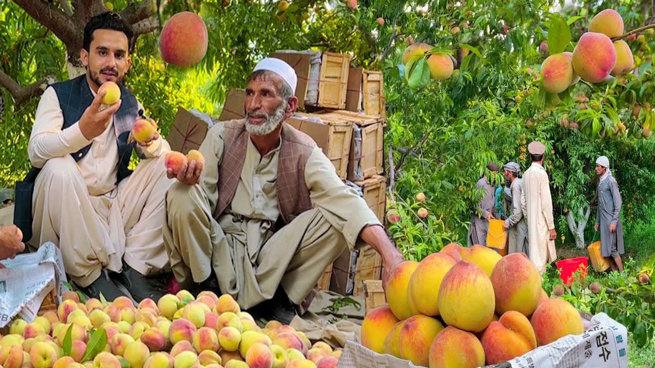 Afghan peaches | Laghman | لغمان او افغان شفتالو - YouTube