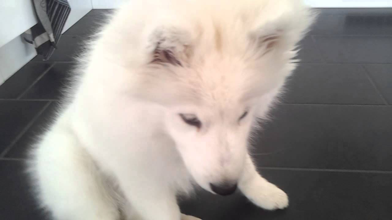 Samoyed puppy doing tricks - YouTube