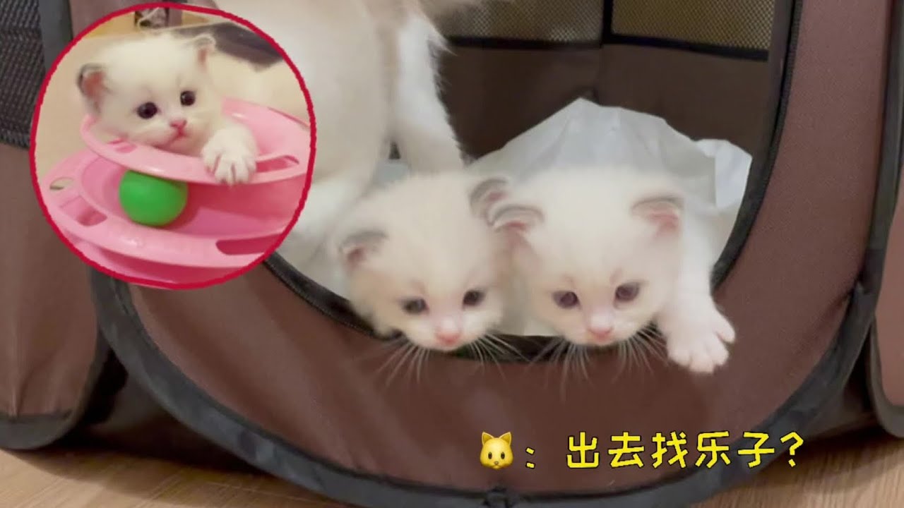 貓爸多多遺留下來的玩具,小奶貓們玩得不亦樂乎【小布偶福多多duoduo】 Youtube
