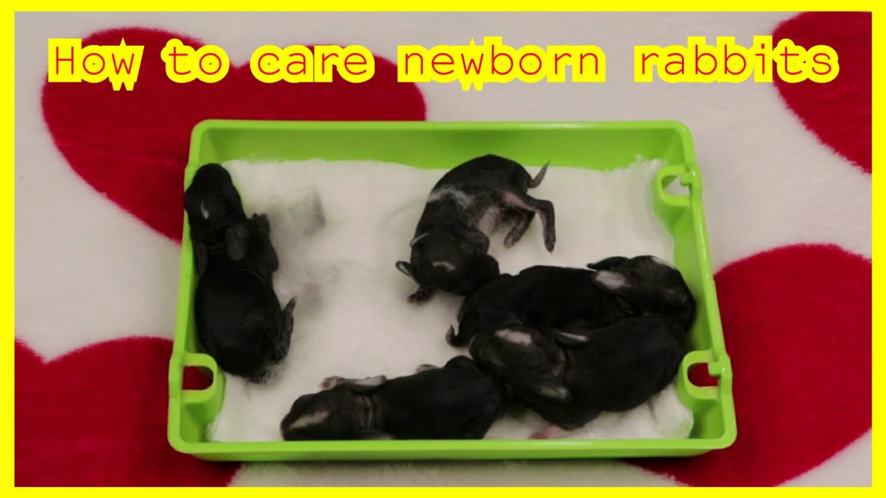 Ep23. How to care for newborn rabbit babies - YouTube
