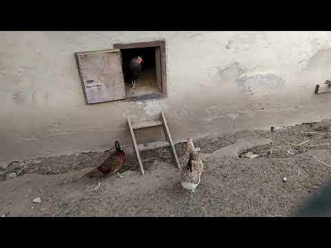 toyuqlar ucun yarpaq dermisik