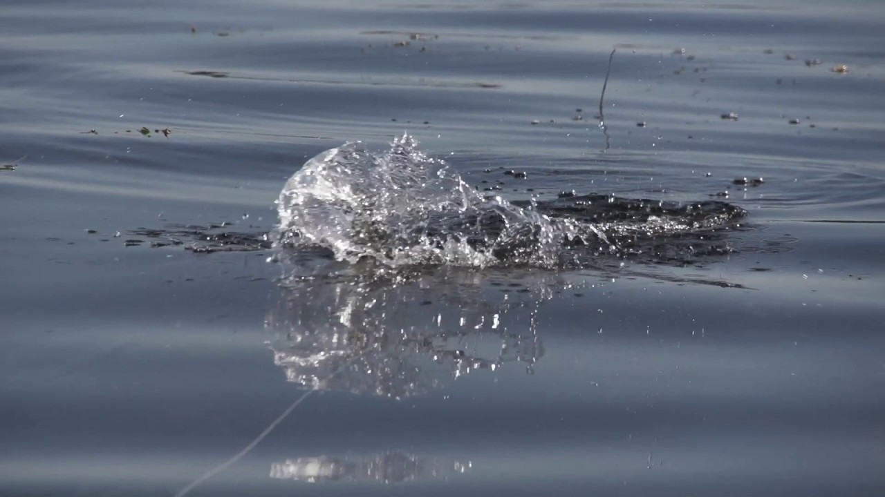 Anatomy of a Pike - YouTube