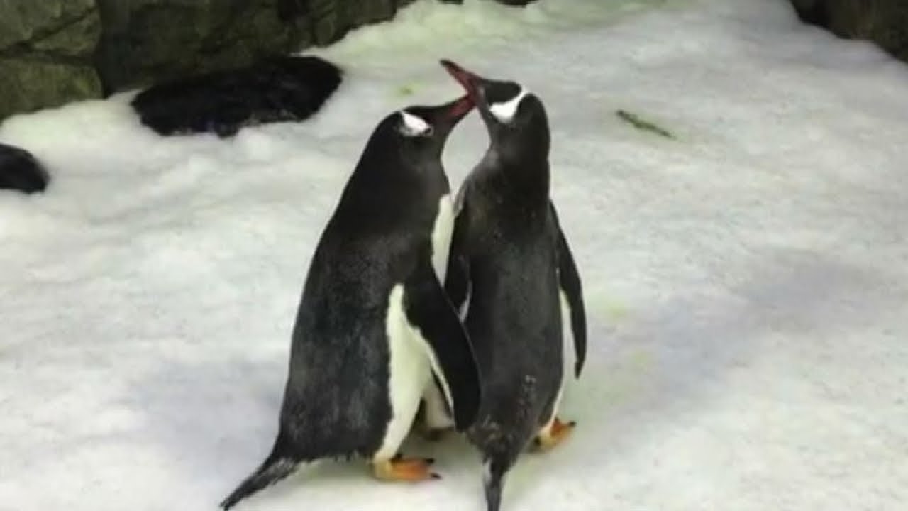 Australia, due pinguini maschi in coppia diventano genitori - YouTube