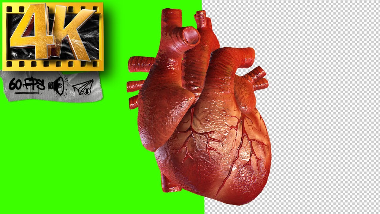 Beating Heart | Heart Shape Green Screen - Footage 4K - YouTube