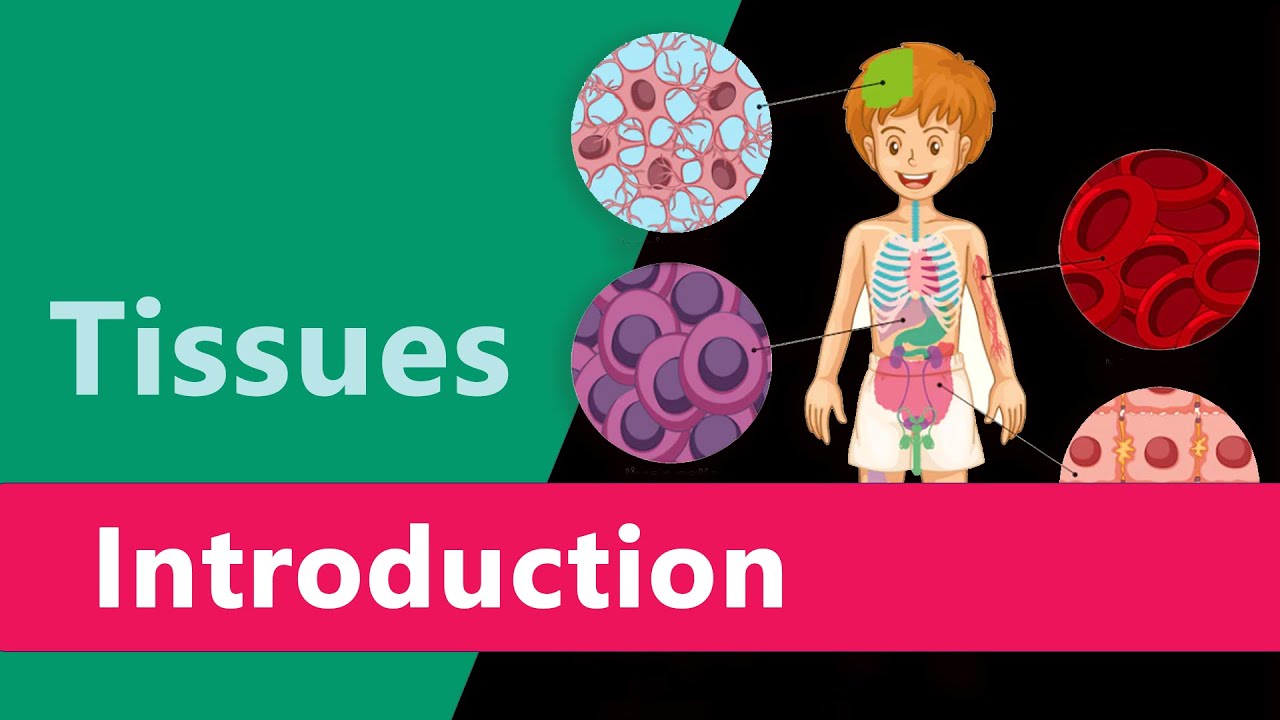 Class 9th chapter-4 tissues - tissue introduction - YouTube