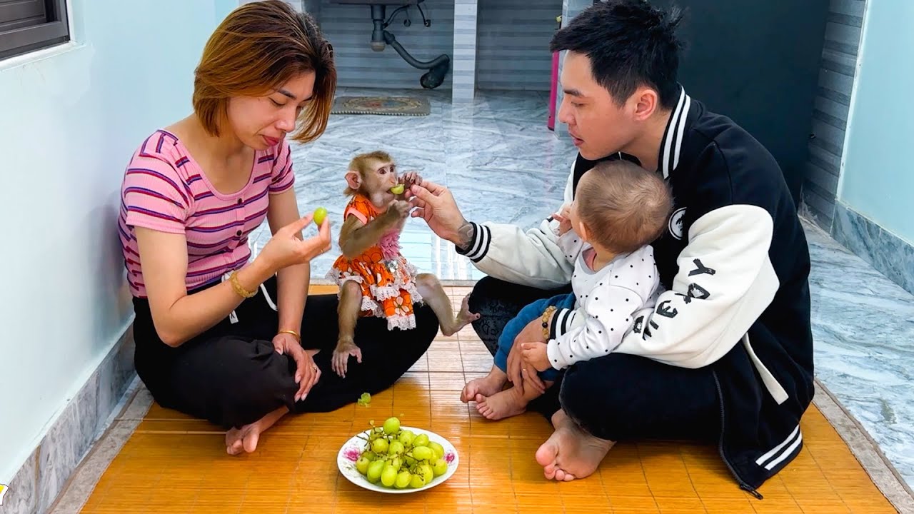 Monkey Kaka's Adorable Reunion With Dad Will Make You All Emotional ...