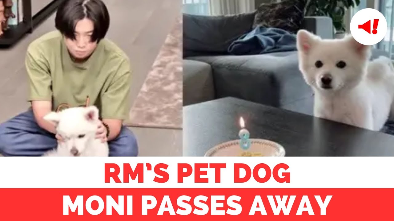 BTS Member RM’s Pet Dog Moni Passes Away, Family Finding It Difficult ...