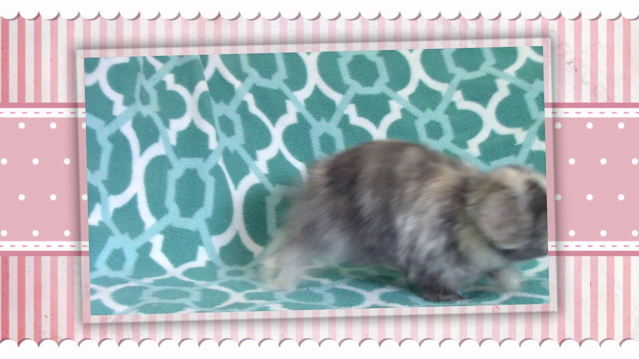 Tickety Boo - YouTube