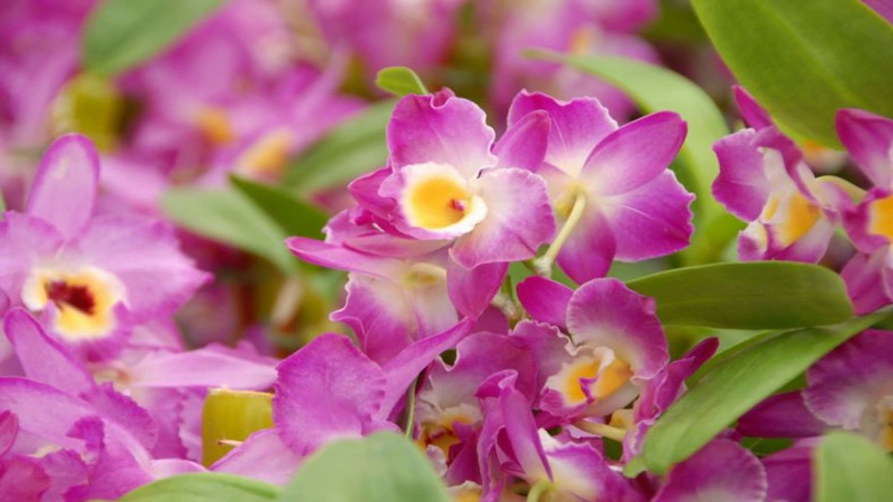 Beautiful dendrobium orchids (HD1080p) - YouTube
