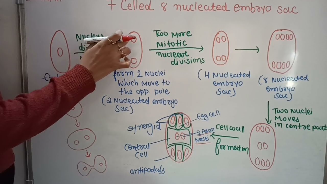8 nucleated 7 celled embryo sac ||megaspore mother cell || plant ...