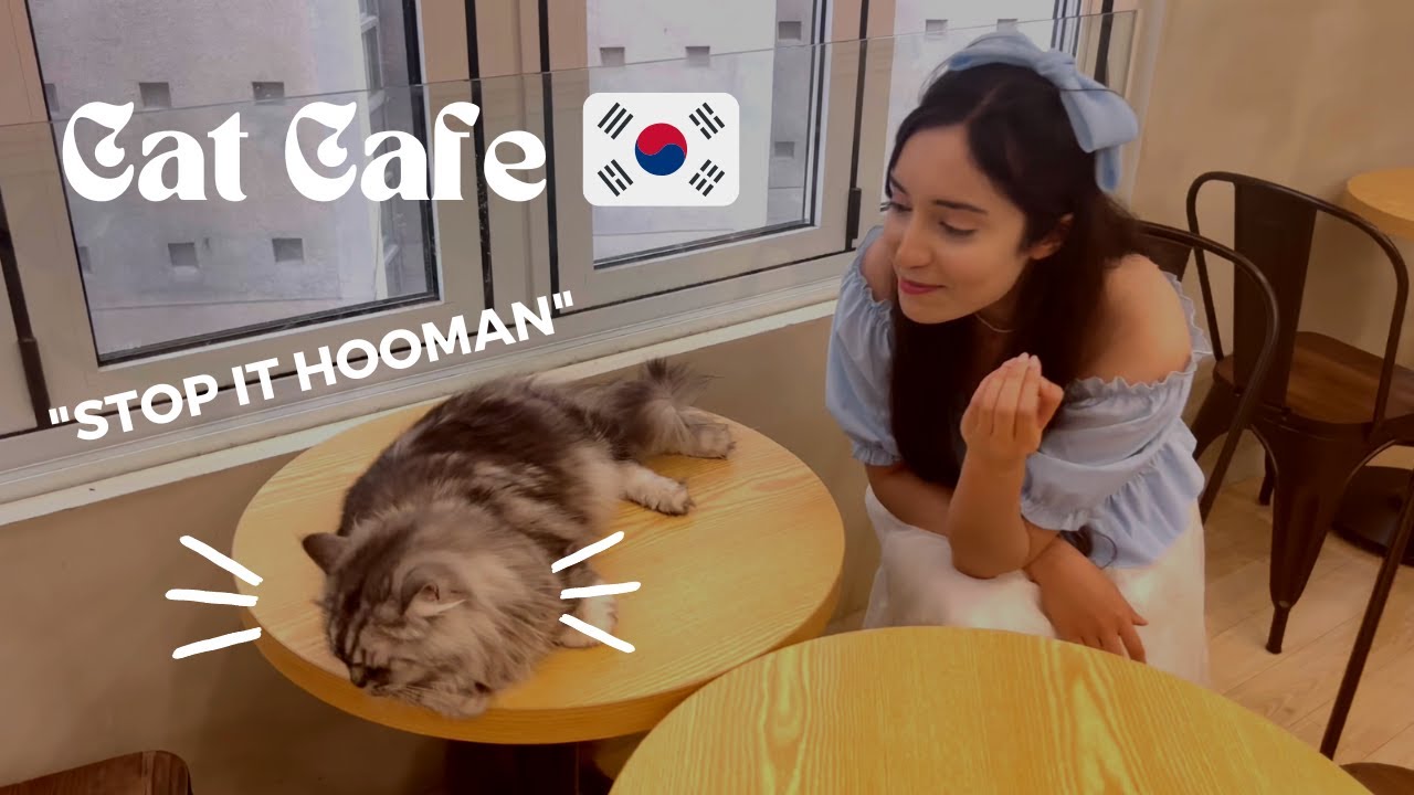 🇰🇷 MUST THING TO DO IN SEOUL | Cat Cafe in Korea 🐱 - YouTube