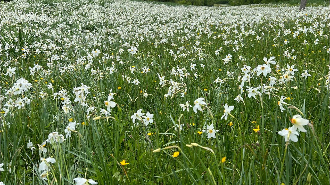 Lulja e poetit Shishtavec Kukes - YouTube