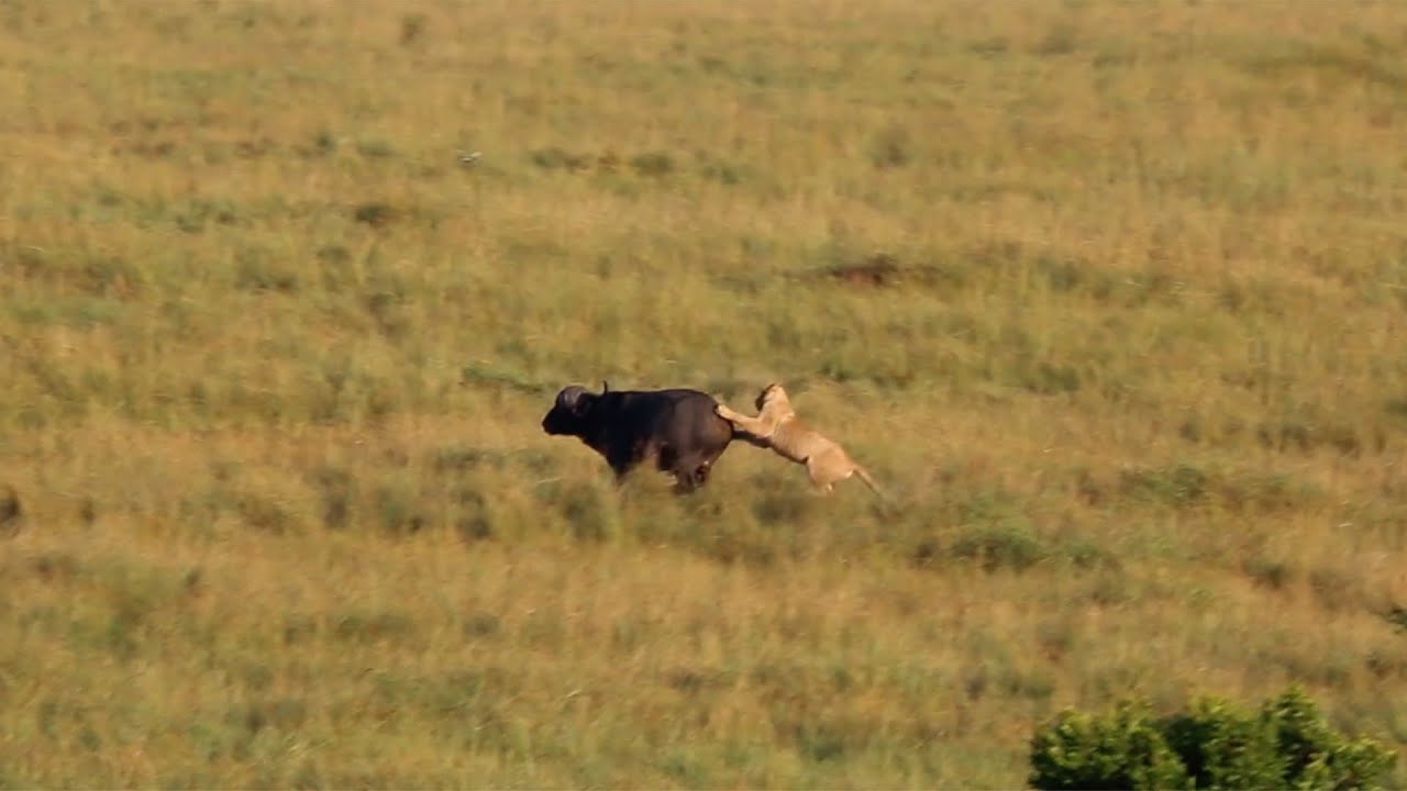 Buffalo bull runs through a pride to escape - YouTube