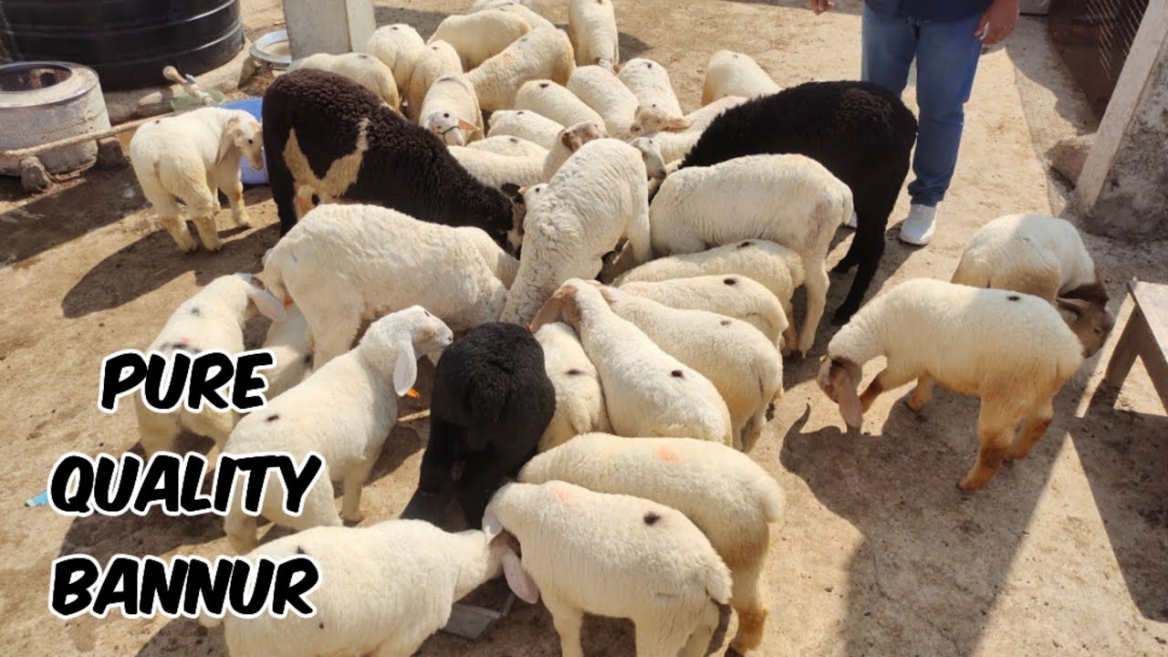 pure quality bannur sheeps lot in Hyderabad Khilwat clock tower ...
