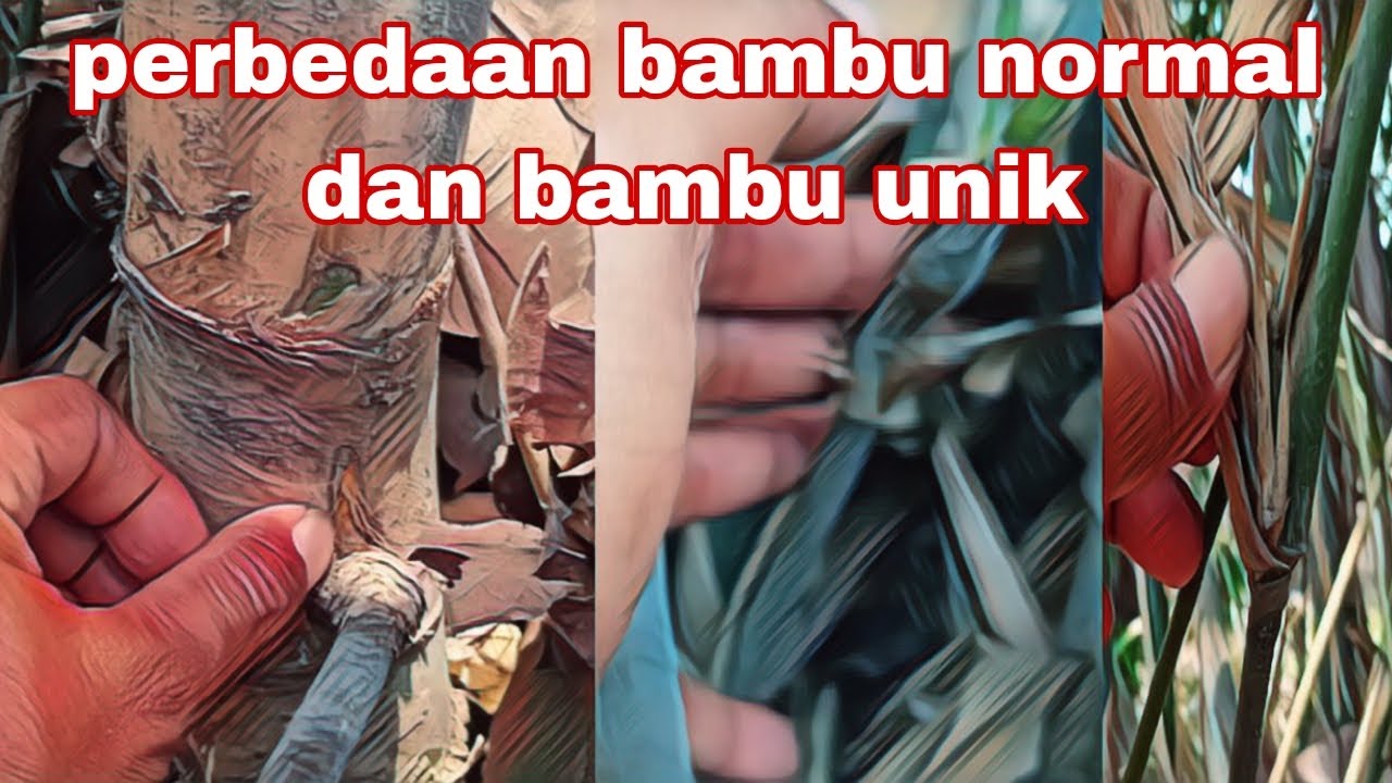 @cara paling mudah belajar mengenal bambu unik#cawoktv - YouTube