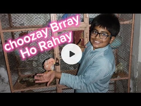 Choozay Brray Ho Rahay - YouTube