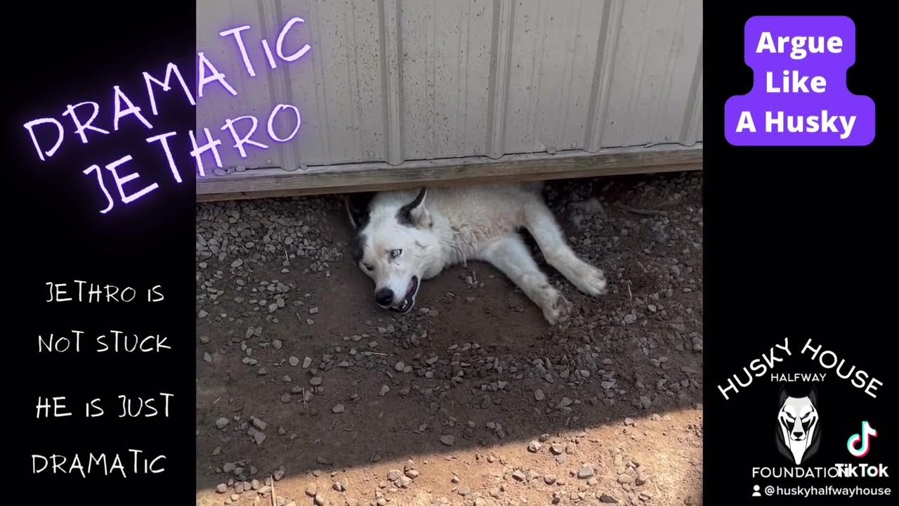 Argue Like A Husky - Jethro - YouTube