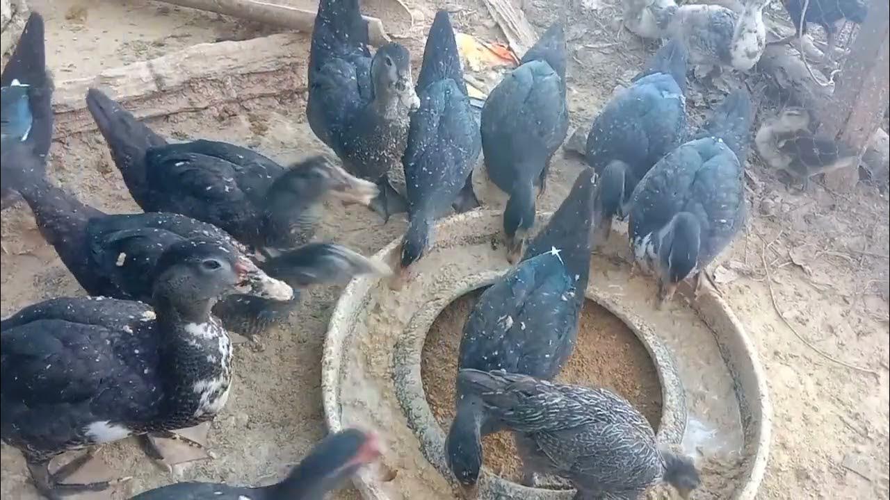 neeb nyooj mu pub qaib pub os nawb 5/1/2024 - YouTube