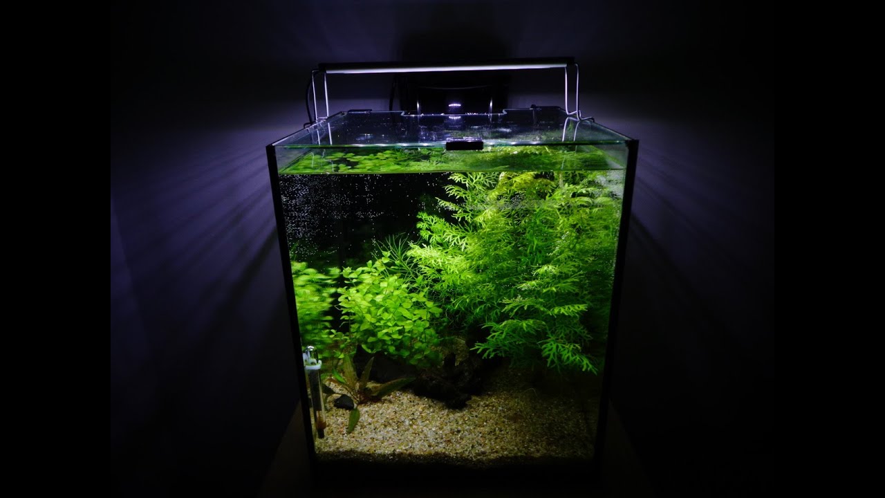 (37) Nano akwarium 30l - wieczorne obserwacje paprociarium - YouTube