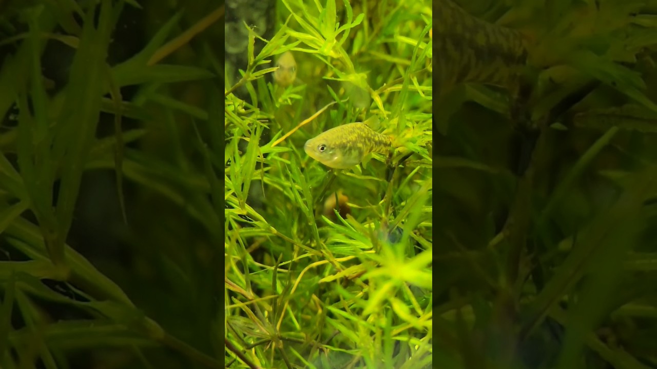 Xenotoca eiseni - Redtail Splitfin - YouTube