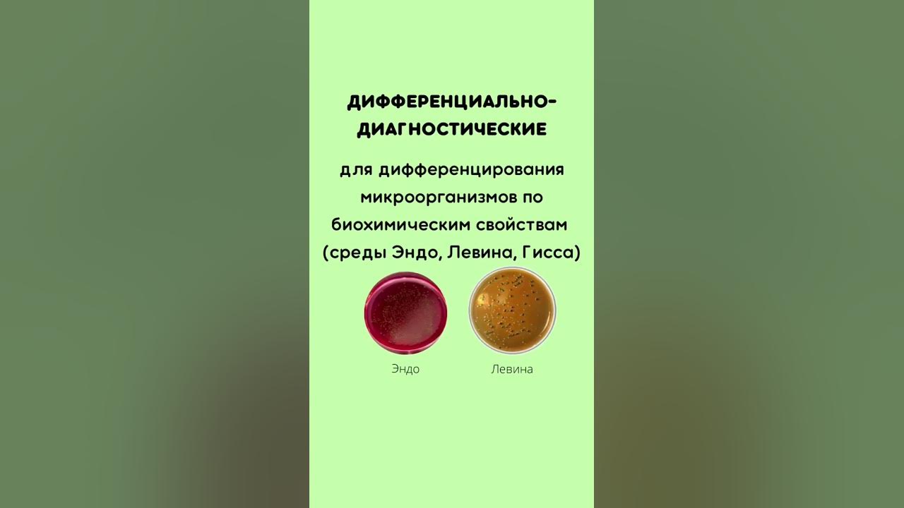 Микробиология Виды питательных сред и их применение Youtube