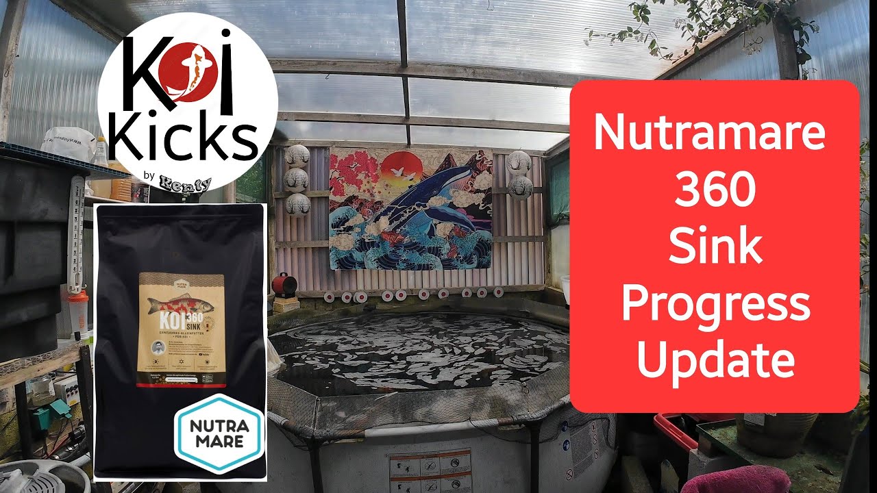Nutramare 360 Sink Progress Uodate - YouTube