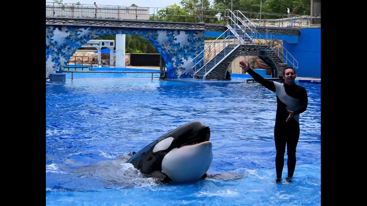 Seaworld Trainers - YouTube