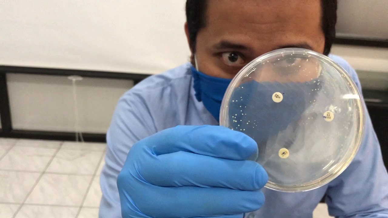 Uji anti antibiotik dengan Difusi Cakram (bag 2) - YouTube