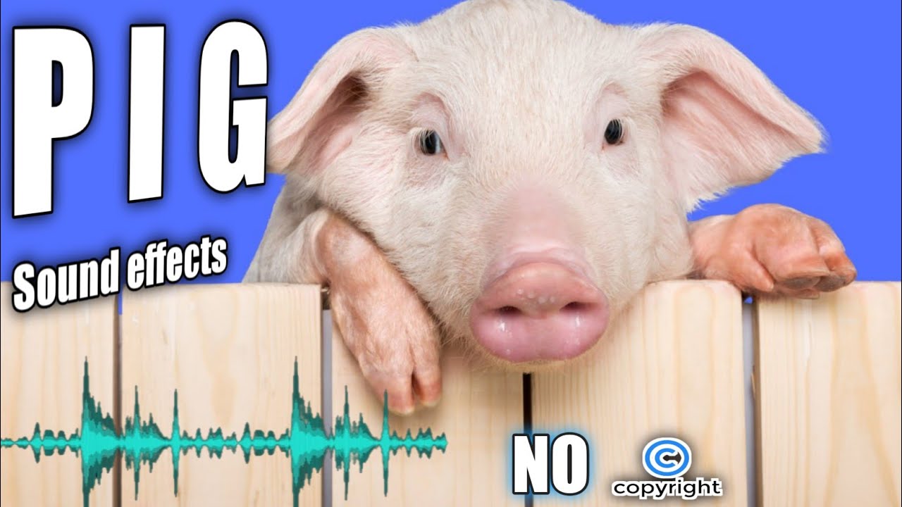 Pig noises, pig sounds, and pig grunting sound effect without copyright ...