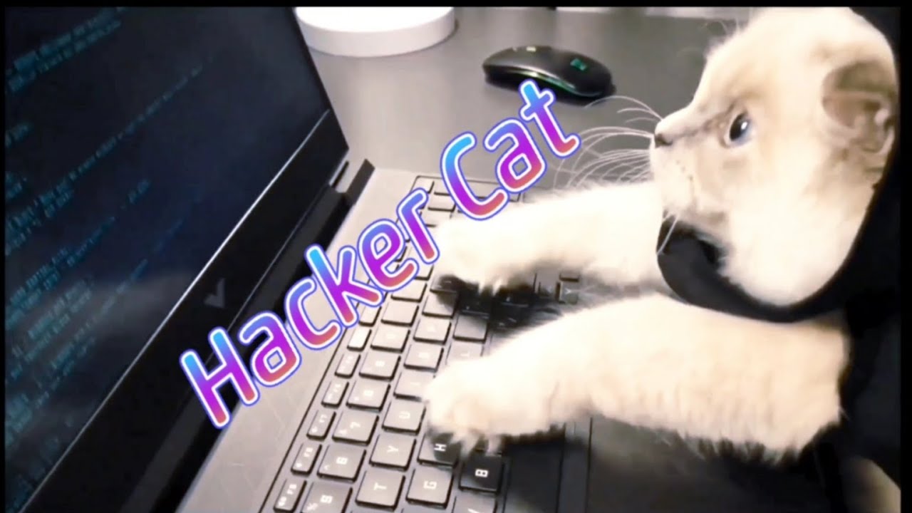 Cat Thinks He's Hacking The Matrix - YouTube