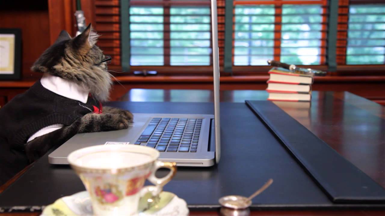 Picking the Drive-Thru Line vs. Going In: Life Advice from a Cat - YouTube