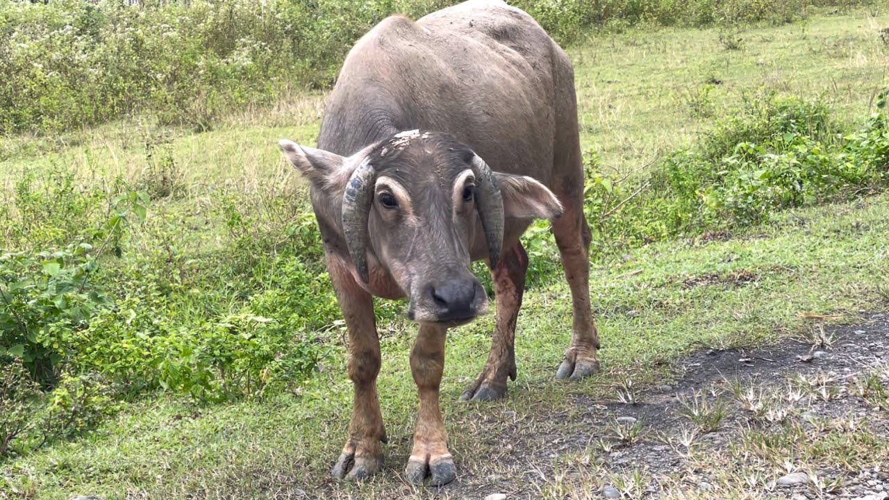 Ferocious Buffalo with horns - YouTube
