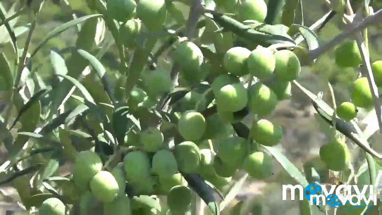 ΑΤΤΑΠΟΥΛΓΙΤΗΣ+ΕΛΑΙΟΔΕΝΤΡΑ 2ΜΙΣΗ ΧΡΟΝΩΝ ΠΥΚΝΗΣ ΦΥΤΕΥΣΗΣ.ΜΕΓΑΛΗ ΑΝΑΠΤΥΞΗ ...