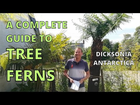 How To Identify Tree Ferns