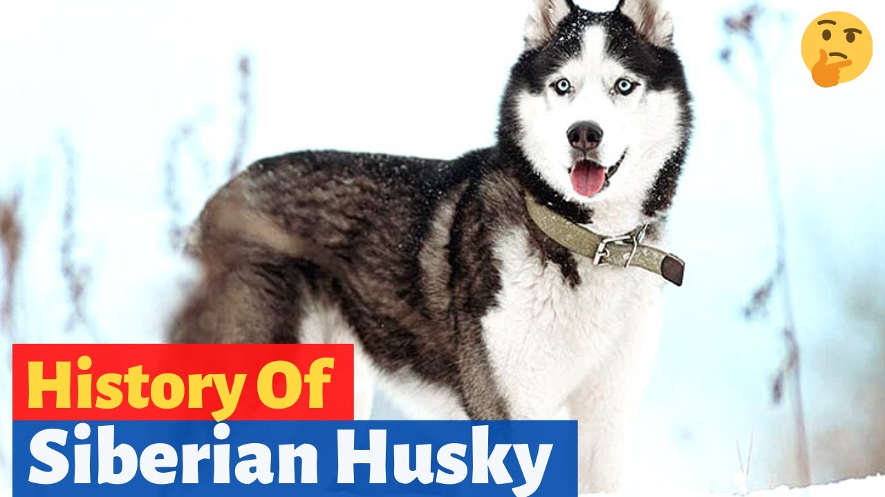 What's The History of Siberian Husky? Important Facts and Figure to ...